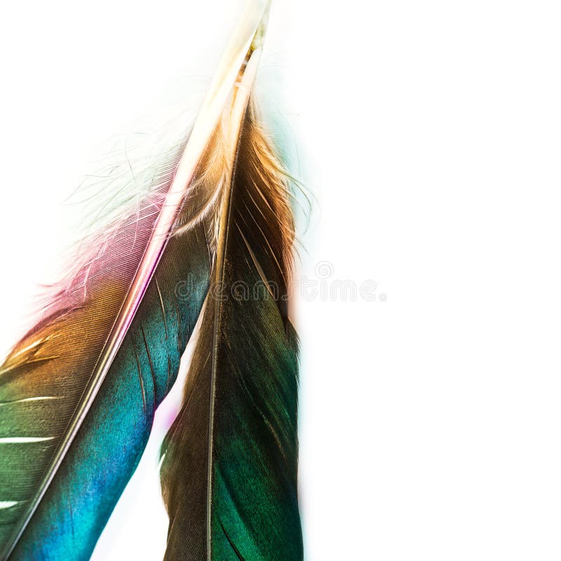 Pluma del pavo real foto de archivo. Imagen de peacock - 20497876