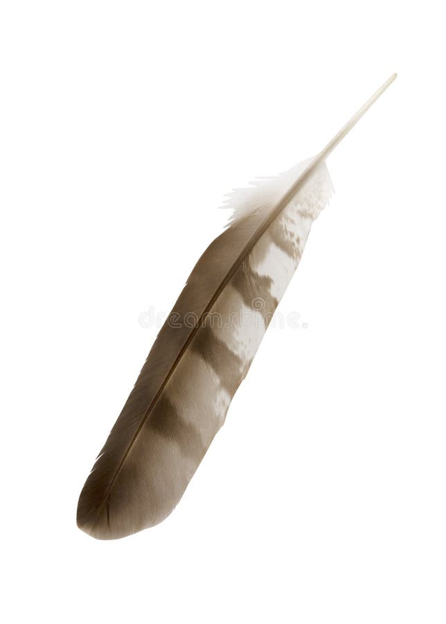 Pluma del ala del halcón foto de archivo. Imagen de pluma - 5304426