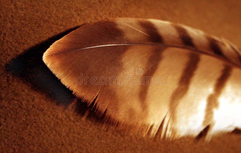 Pluma del halcón imagen de archivo. Imagen de pato, abajo - 79643