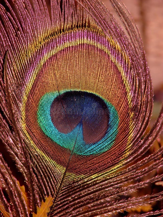 Pluma del pavo real imagen de archivo. Imagen de cola - 26104831