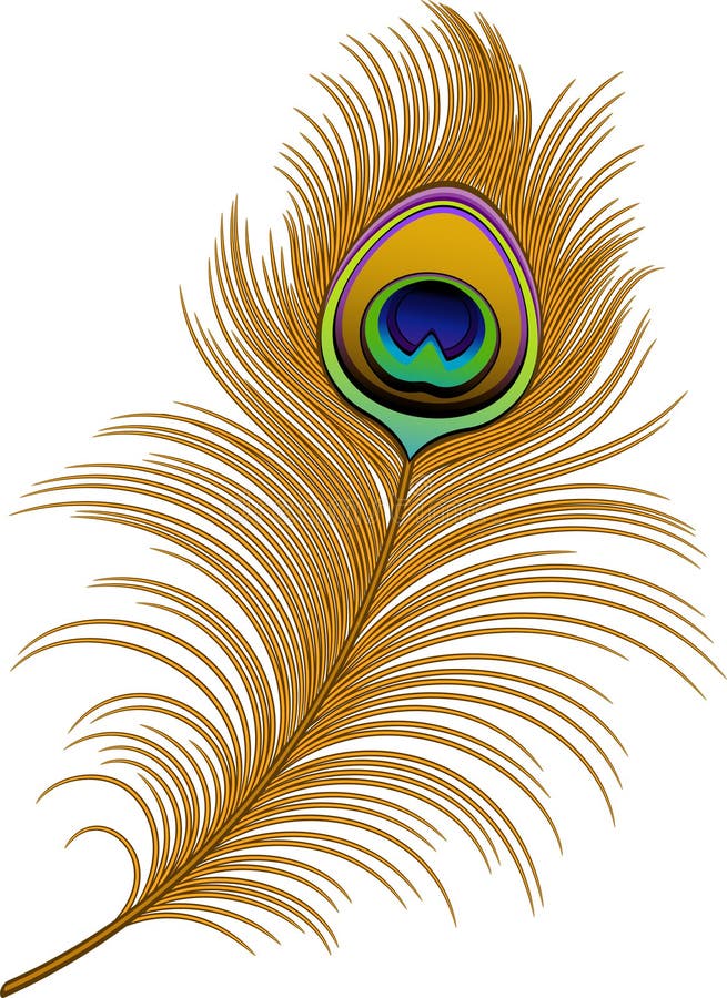 Solo Plumas De Pavo Real Vector Png