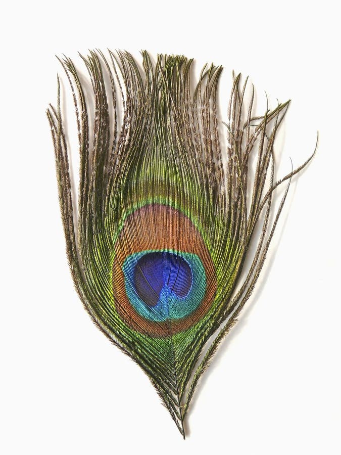 Pluma del pavo real foto de archivo. Imagen de elegante - 38381942