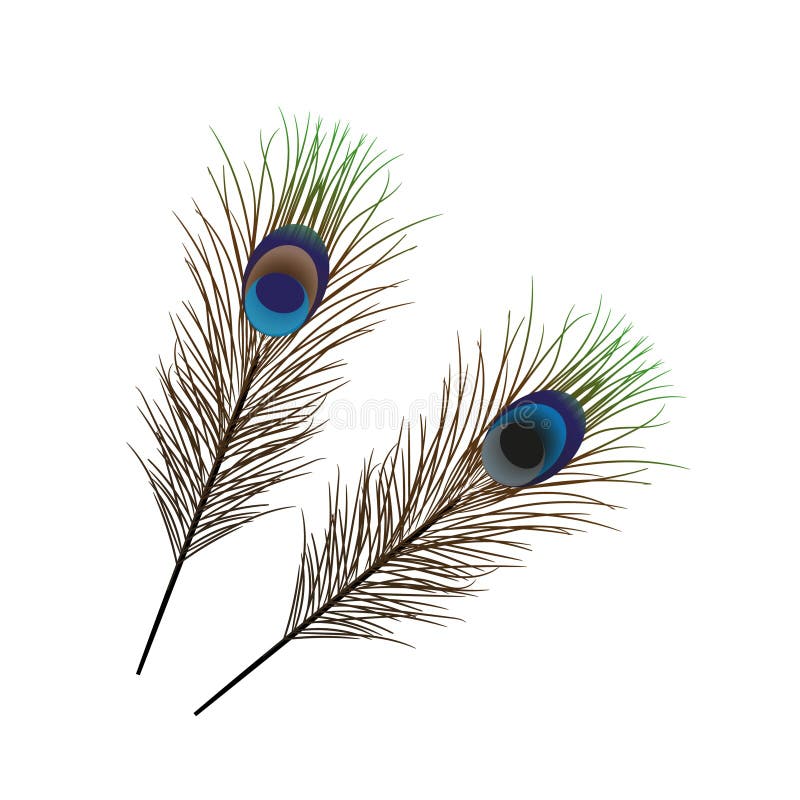 Pluma Del Pavo Real Del Vector Ilustración del Vector - Ilustración de ...