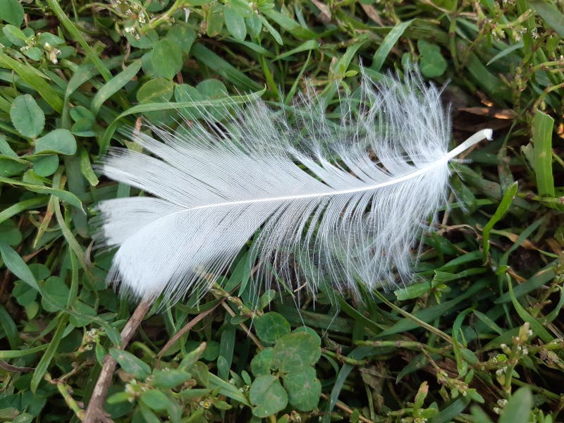 Pluma en el suelo imagen de archivo. Imagen de cubo - 250756065