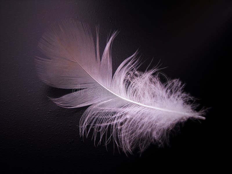 Pluma en un fondo negro foto de archivo. Imagen de pluma - 104131628