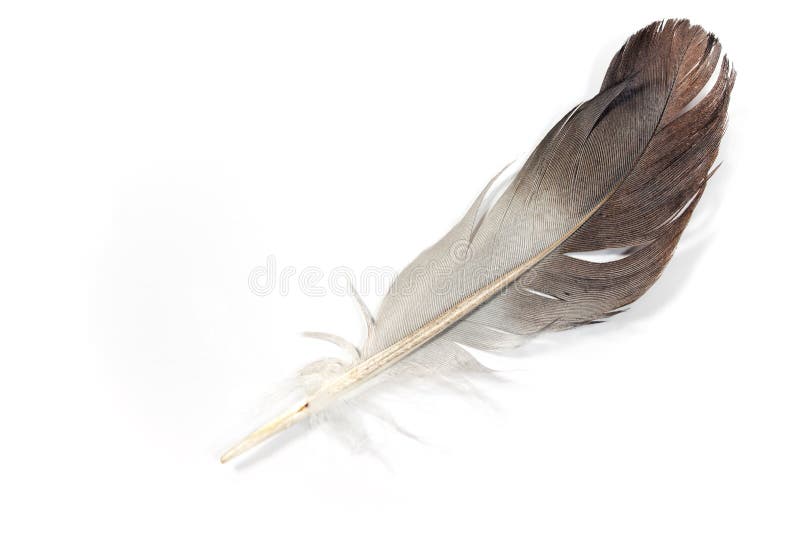 Pluma gris foto de archivo. Imagen de negro, blanco, pluma - 41587478