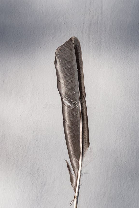 Pluma gris de la paloma foto de archivo. Imagen de piedra - 127910828