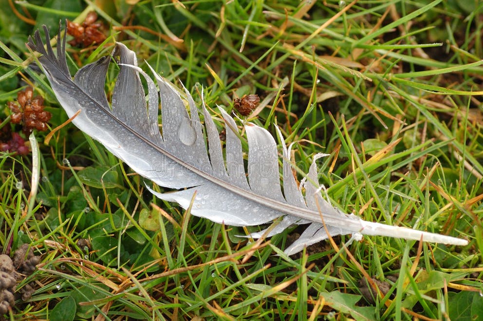 Pluma gris en hierba foto de archivo. Imagen de horizontal - 38841562