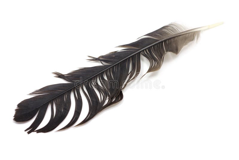 Pluma negra imagen de archivo. Imagen de cubierta, pluma - 42715517