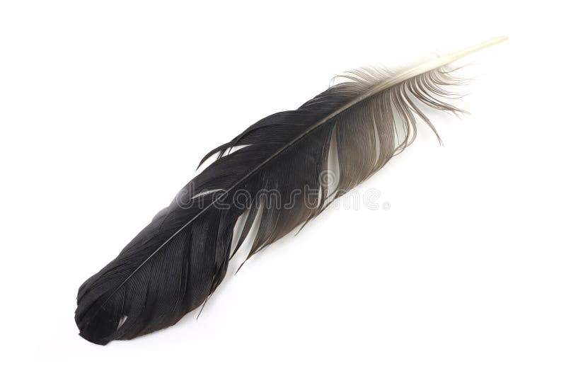 Pluma negra del cuervo foto de archivo. Imagen de fauna - 43306160