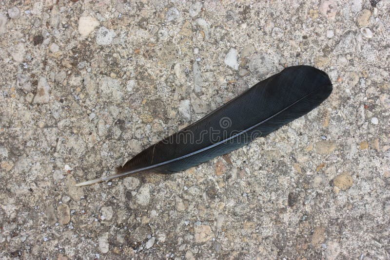 Pluma Negra foto de archivo. Imagen de patio, rocas, macro - 5555046