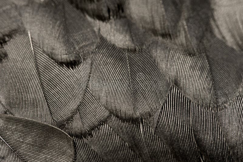 Pluma negra imagen de archivo. Imagen de macro, fondo - 6005345