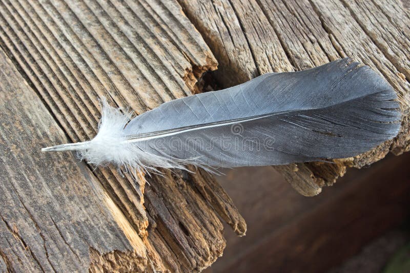 Pluma gris foto de archivo. Imagen de delicado, vivo - 41587478