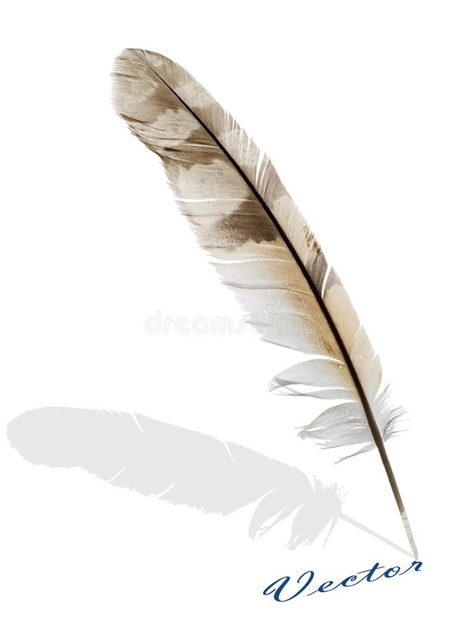 Pluma realista del vector ilustración del vector. Ilustración de ...