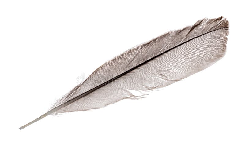 Una Pluma Gris Oscuro Del Gallo En Blanco Foto de archivo - Imagen de ...