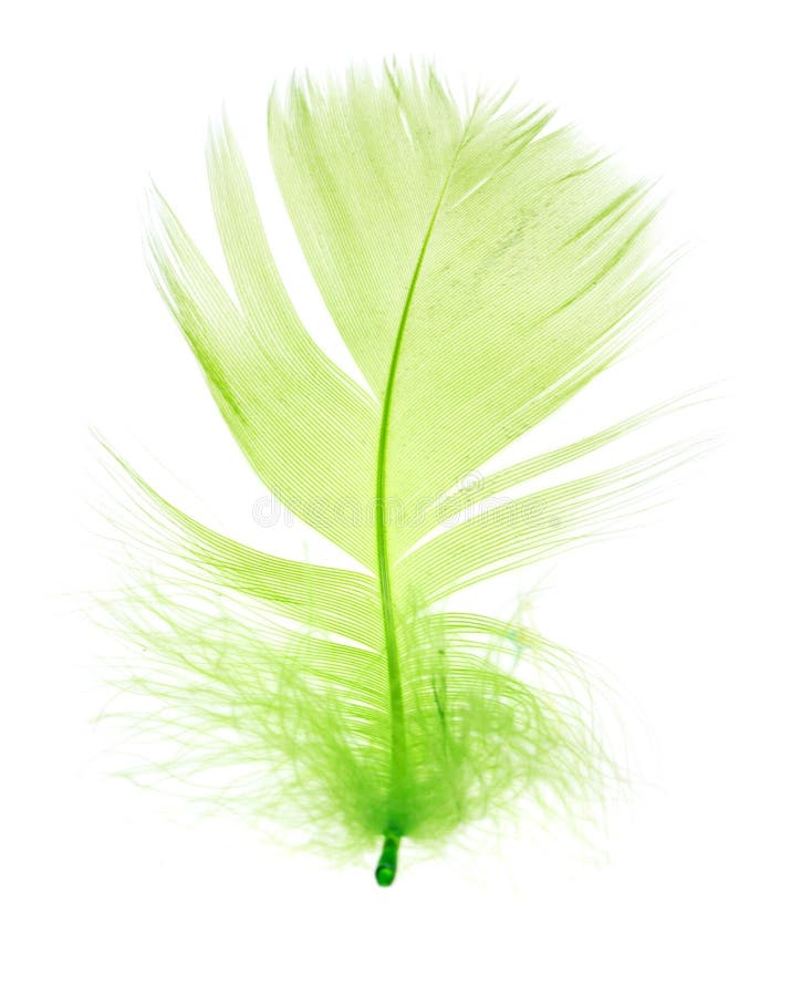 Pluma Verde Hermosa En Un Fondo Blanco Imagen de archivo - Imagen de ...