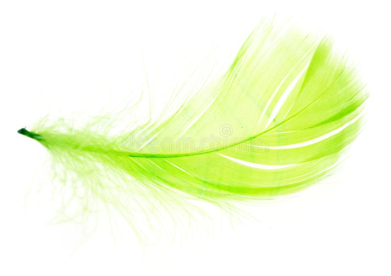 Pluma Verde Hermosa En Un Fondo Blanco Foto de archivo - Imagen de ...