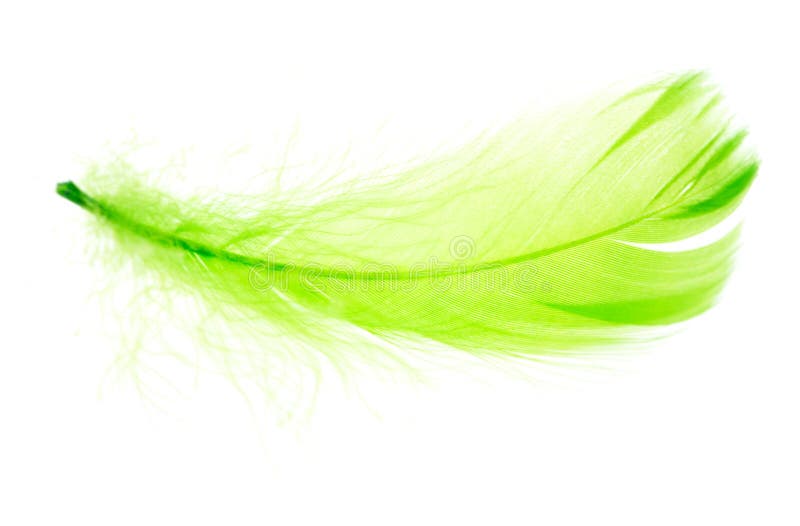 Pluma Verde Hermosa En Un Fondo Blanco Foto de archivo - Imagen de ...