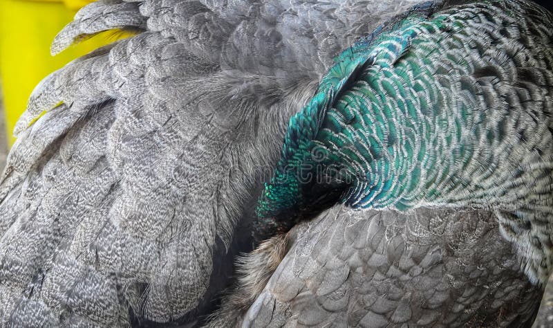 The Plumage of a Peahen Preening Itself Stock Photo - Image of preening ...