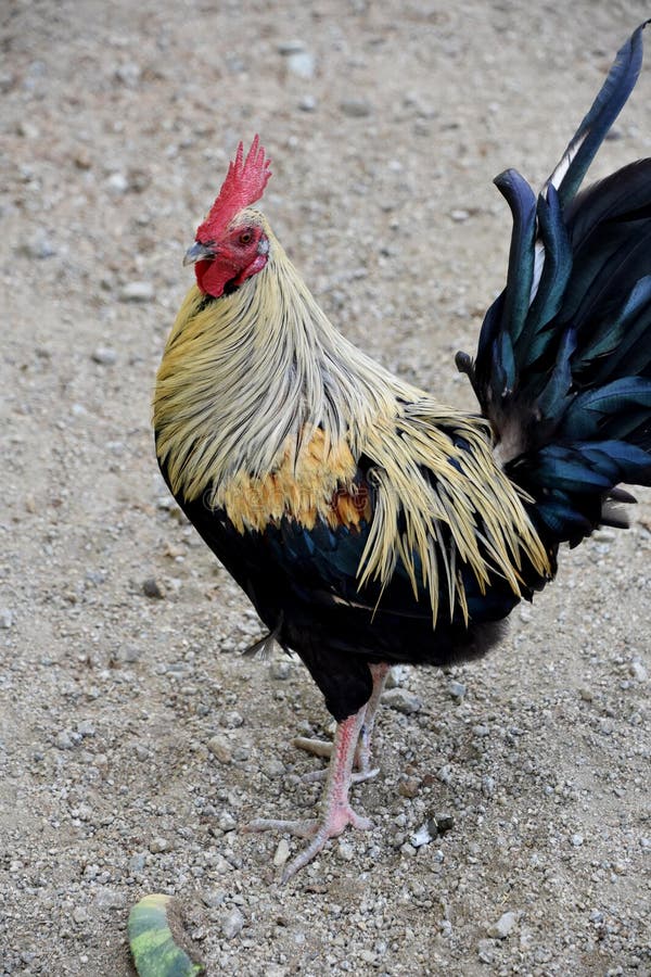 Plumage on a Rooster with Striking Markings Stock Photo - Image of comb ...