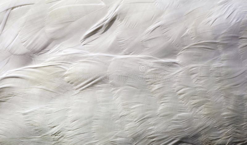 Plumage Swan Texture Background. White Feathers Close-up Stock Image ...