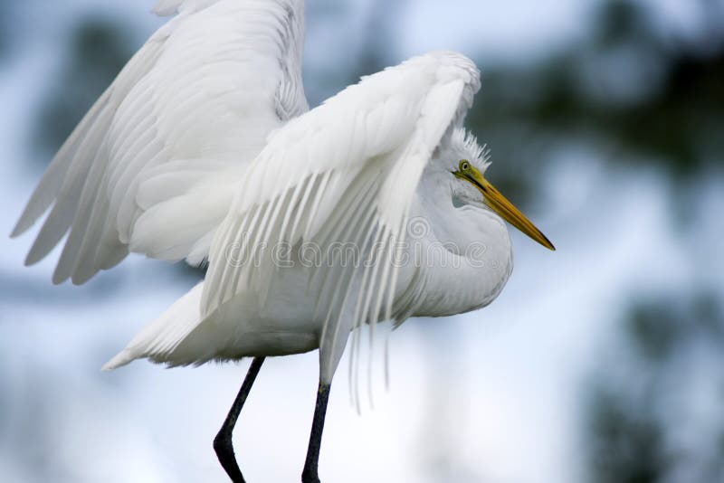 Plumaje blanco imagen de archivo. Imagen de verde, plumaje - 878197