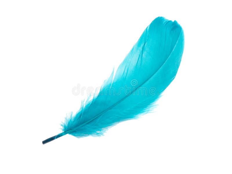 Una Pluma Azul Y Suave Aislada En El Fondo Blanco Del Estudio Imagen de ...
