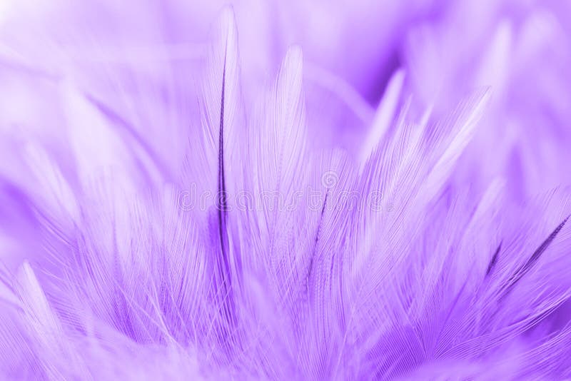 Plumas De Pollo Morado En Un Estilo Blando Y Blando Imagen de archivo ...