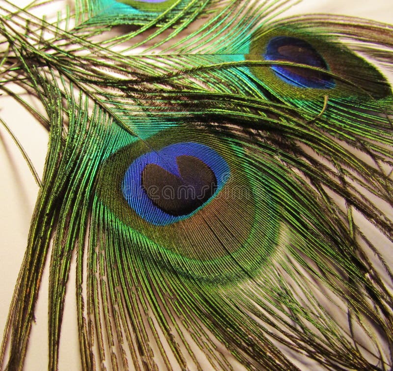 Plumas Del Pavo Real O De La Pava Real Imagen de archivo - Imagen de ...