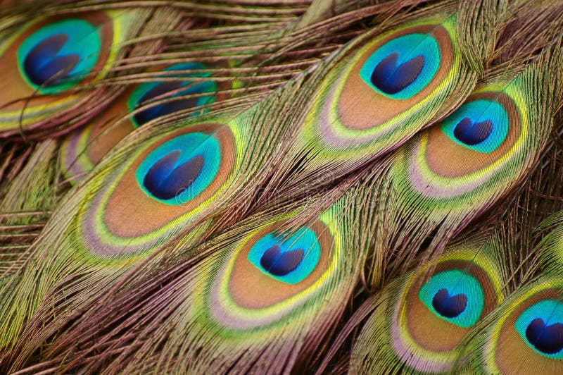 Plumas Hermosas Del Pavo Real Imagen de archivo - Imagen de plumas ...