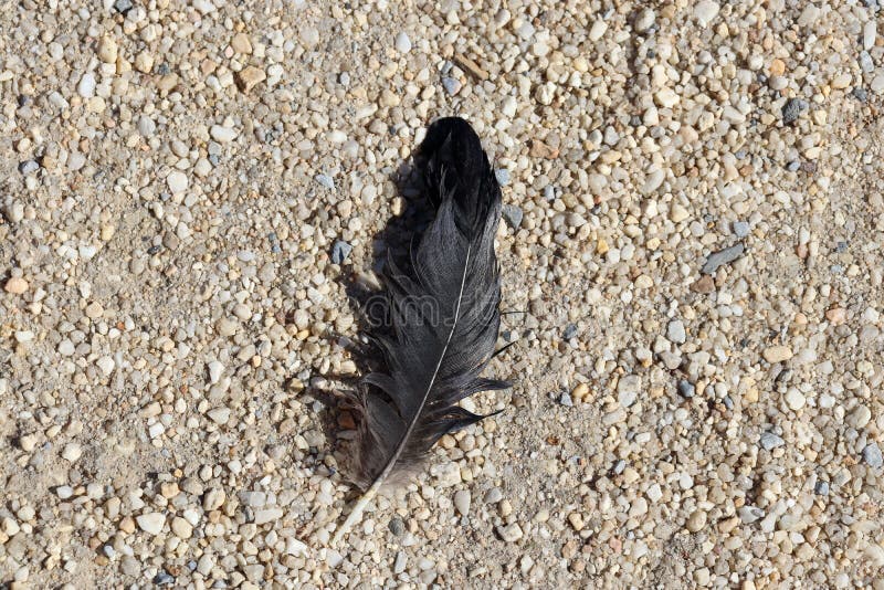 Plumas negras sobre grava foto de archivo. Imagen de textura - 266577064