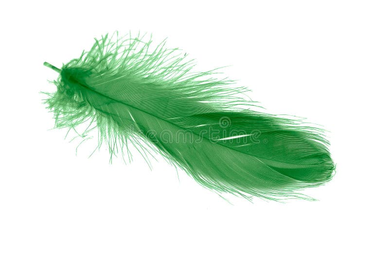 Plumas Verdes Sobre Fondo Blanco Aislado Stock de ilustración ...