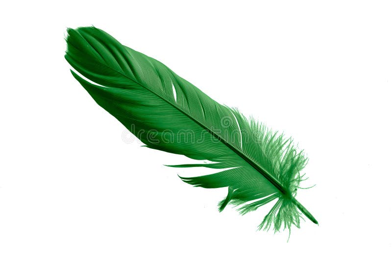 Plumas Verdes Sobre Fondo Blanco Aislado Stock de ilustración ...