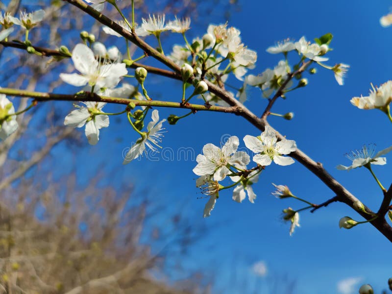 Plumbago, Plum Blossom or Stone Fruit White Flowers Stock Illustration ...