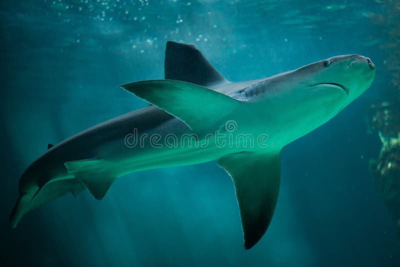 Requin de banc de sable image stock. Image du atlantique - 111606935