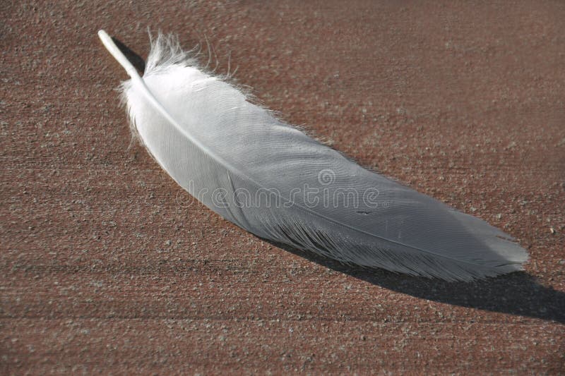 Plume D Un Pigeon Photos Stock - Téléchargez 556 Photos libres de droits