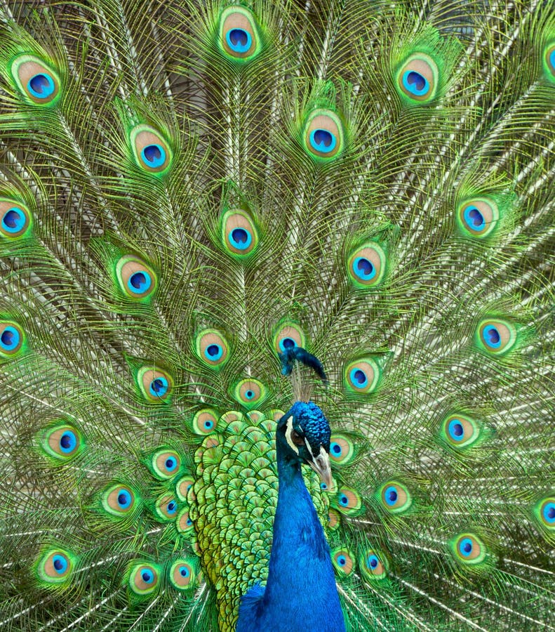 Plume de paon photo stock. Image du tony, arrière, coloré - 58334590