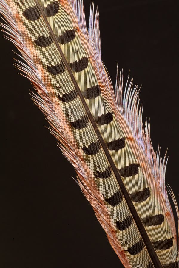 Plume De Queue De Faisan Vert Photo stock - Image du beau, fond: 53295590