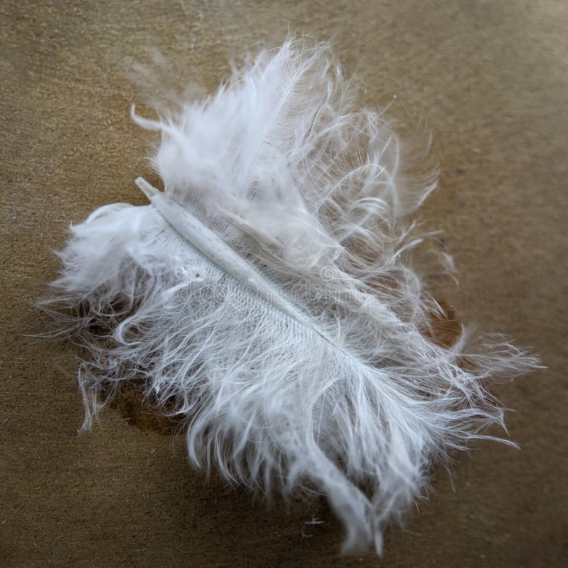 Plume Feather of a Woodpigeon Stock Image - Image of feather ...