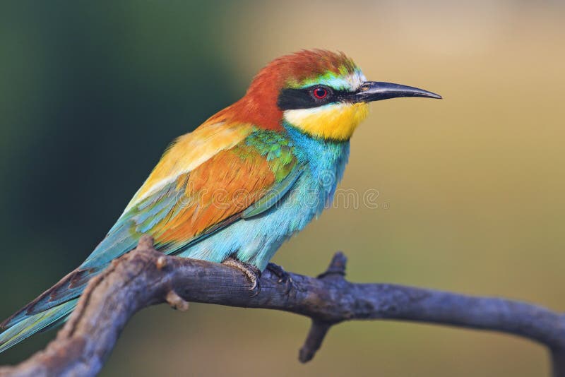 Plume Multicolore Dans Un Oiseau Photo stock - Image du foncé, avien ...