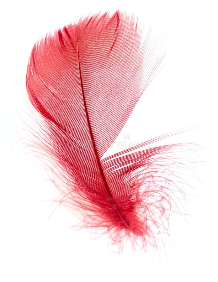 68,712 Plume Photos libres de droits et gratuites de Dreamstime