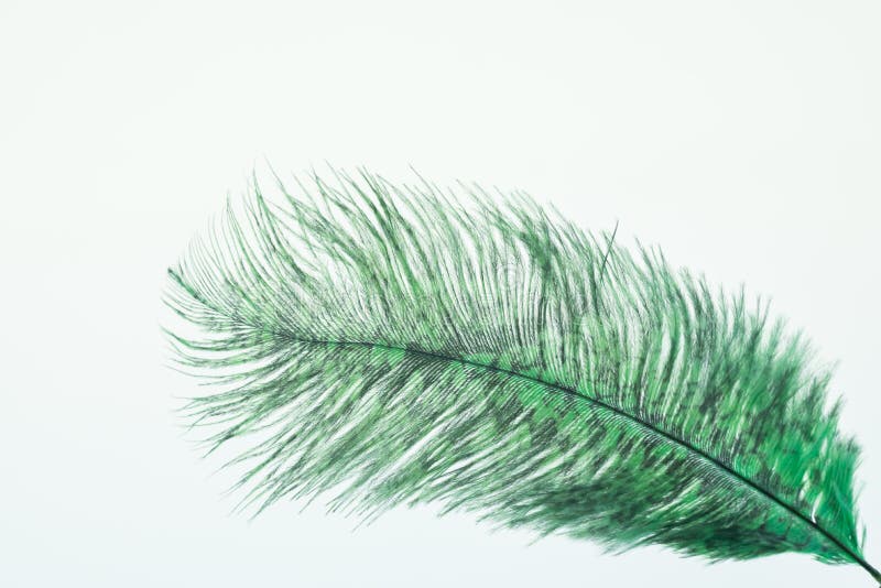 Plume verte d'autruche image stock. Image du élégance - 45293421