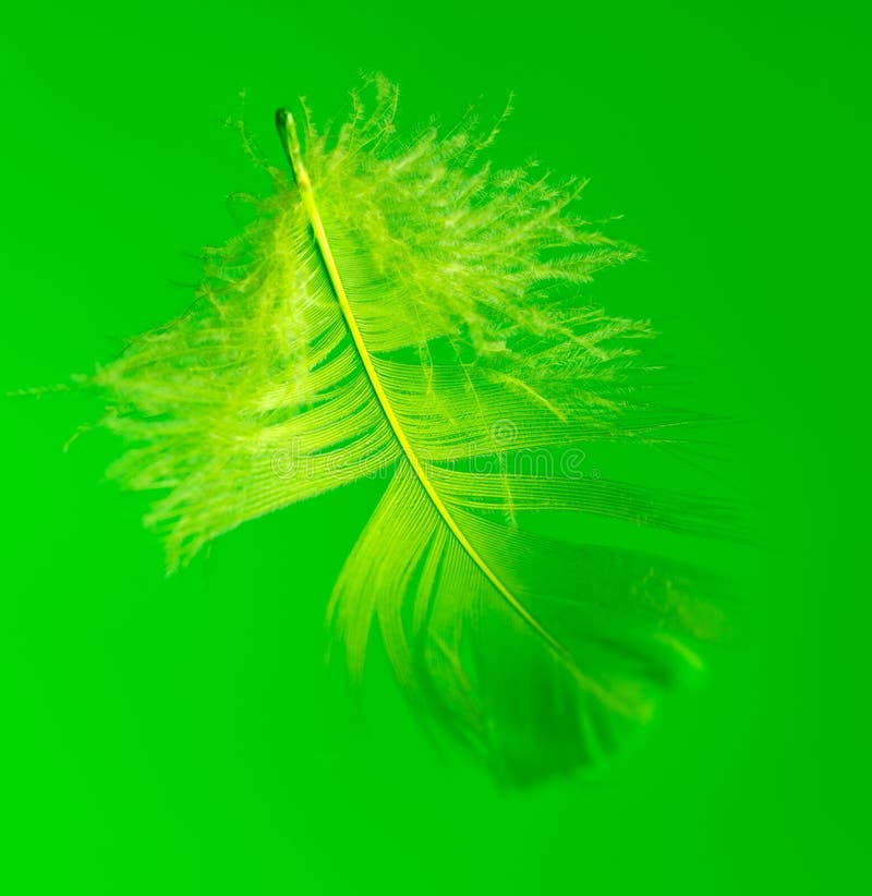 Une Plume Verte Sur Un Fond Noir Image stock - Image du lumière, forme ...
