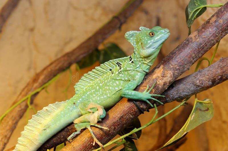 Plumed Basilisk stockfoto. Bild von zoologisch, tier - 38277036