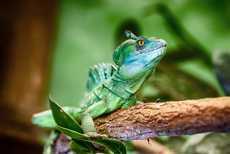 Nahaufnahme Eines Plumed Basilisk Stockbild - Bild von makro, skala ...