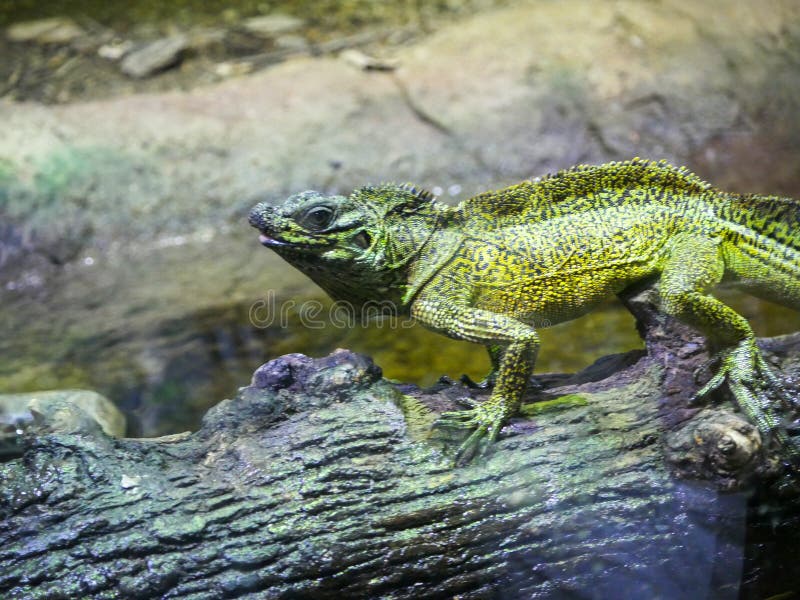 Plumed Basilisk Lizard Also Called As Green Basilisk Stock Image ...