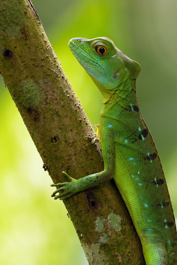 Plumed Basilisk (Basiliscus Plumifrons), Also Called the Green, Double ...