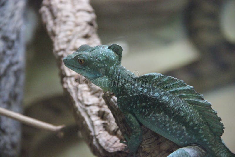 Plumed Basilisk Basiliscus Plumifrons Stock Image - Image of local ...
