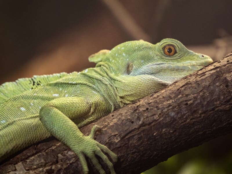 Plumed Basilisk, Basiliscus Plumifrons, is the Most Beautiful Basilisk ...
