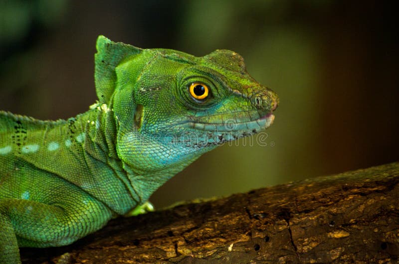 Female Green Basilisk, Basiliscus Plumifrons Stock Photo - Image of ...